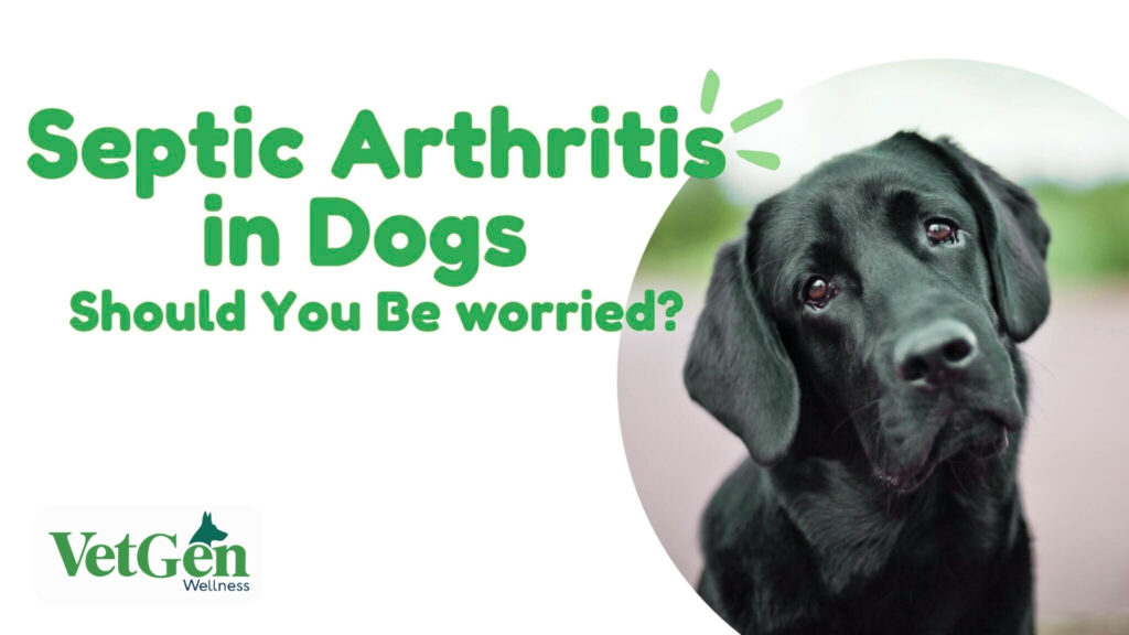 Septic Arthritis in Dogs - Should You Be worried?