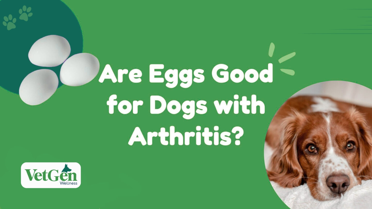 Are Eggs a Good Food Choice for Dogs with Arthritis?