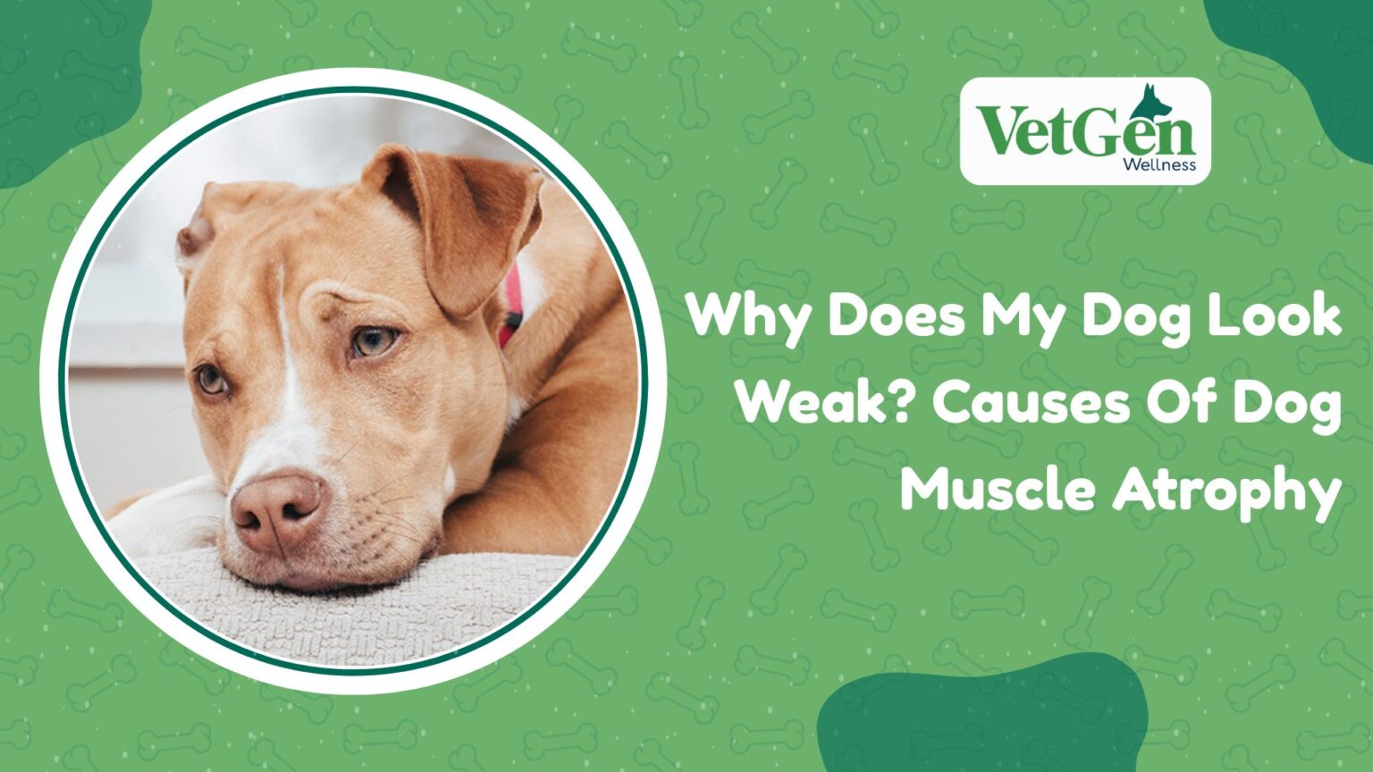 Why Does My Dog Look Weak? Causes Of Dog Muscle Atrophy