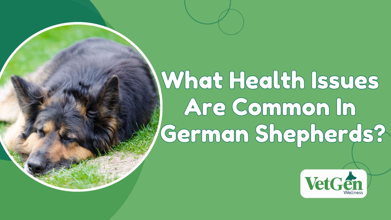 Common Health Issues Seen in German Shepherd Dogs