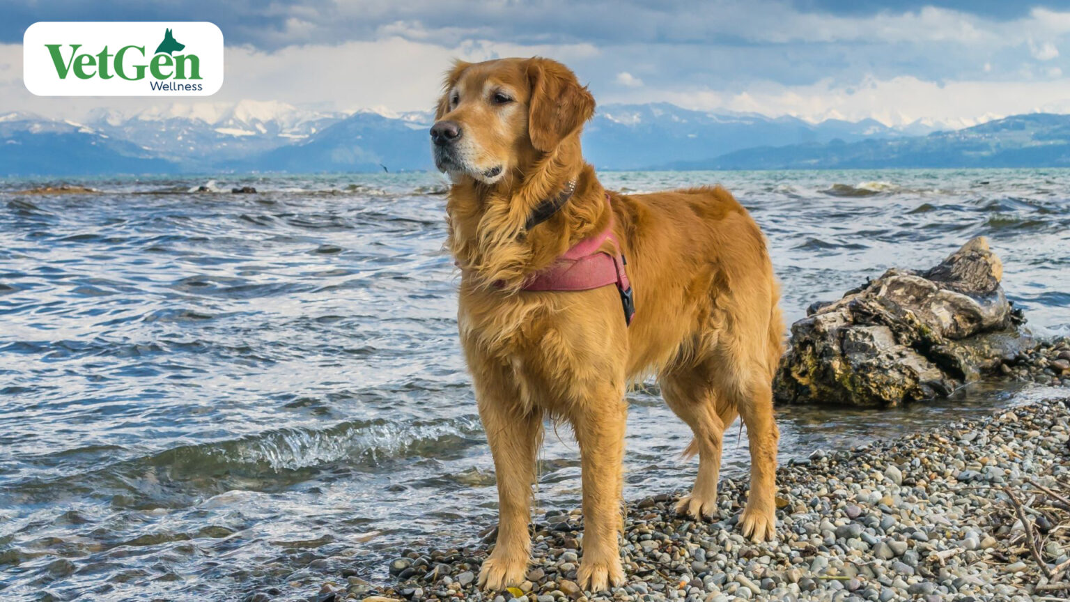 Six Distinct Types of Golden Retrievers Explained